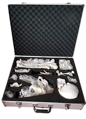 Axis Scientific Disarticulated Skeleton Storage Case Included, Skeleton Model Sold Separately