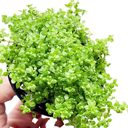 Planterest - Dwarf Baby Tears Hemianthus Callitrichoides 'Cuba' Potted Live Aquarium Plant Tropical Freshwater Decorations BUY2GET1FREE