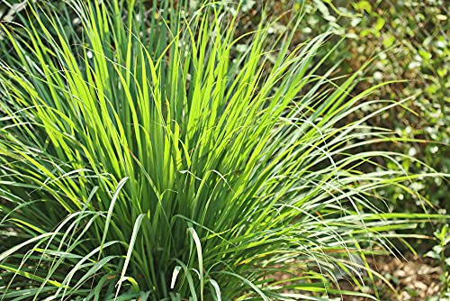 Lemongrass Seeds - 100 Seeds - Easy to Grow Herb - Ships from Iowa, Made in USA - Grow Lemon Grass