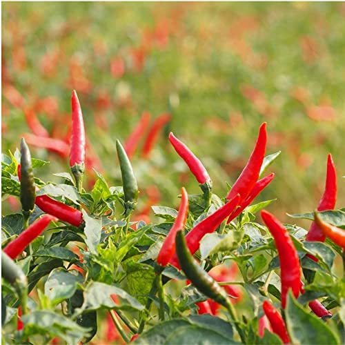 Airplane Seeds Thai Bird Chili Pepper Seeds 100 Seeds per Pack