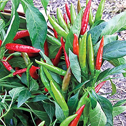 Airplane Seeds Thai Bird Chili Pepper Seeds 100 Seeds per Pack