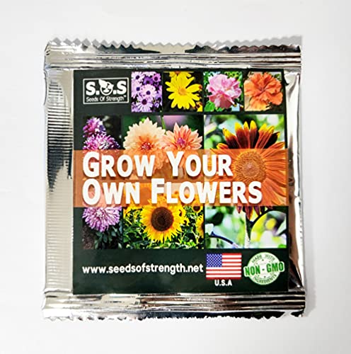 Biggest Sunflower in The World 20 Seeds to Grow Mongolian Sunflower Seeds Huge 18 Inch Flowers