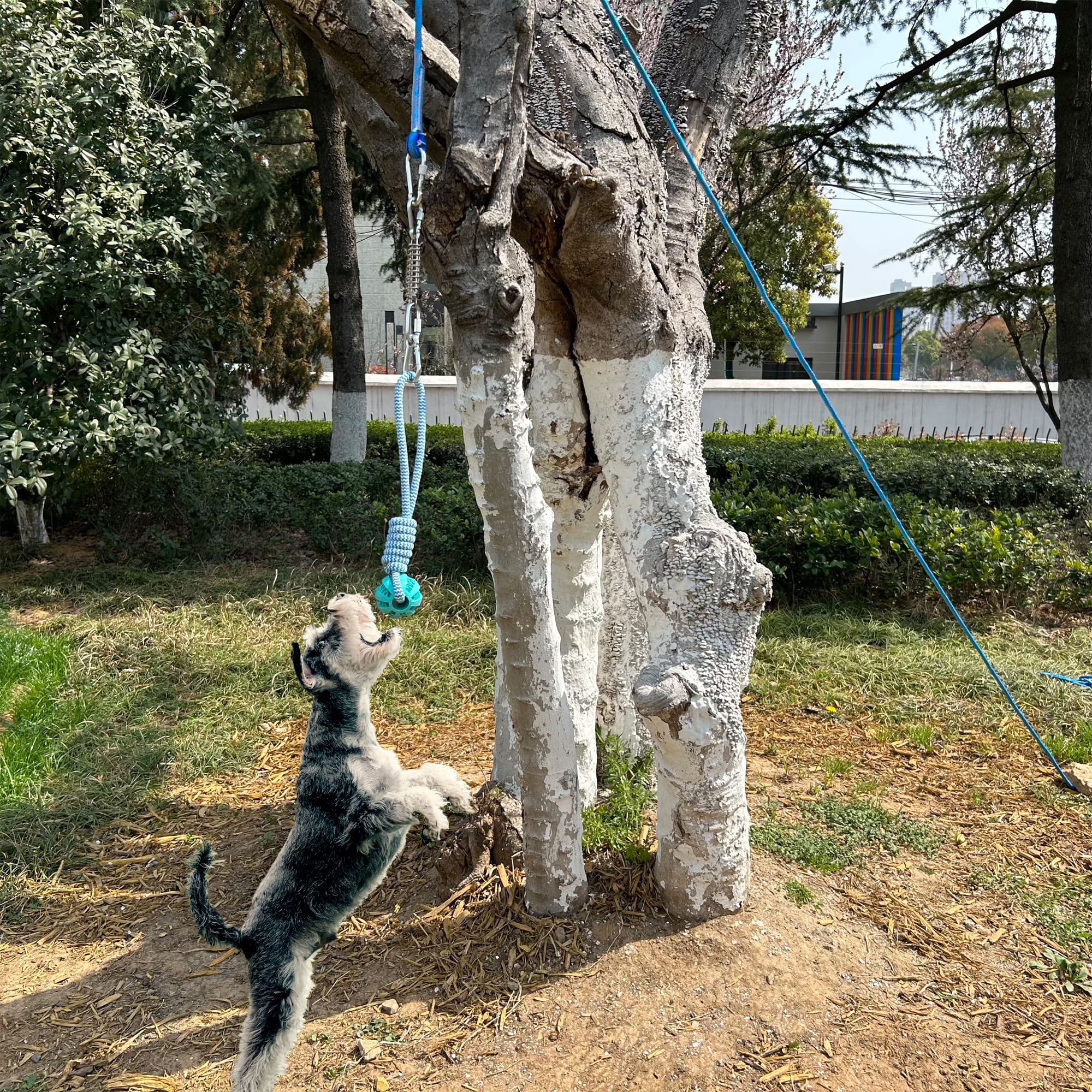 Bungee Dog Toy Set,Dog Outdoor Bungee Solo Hanging Toy,Tether Tug of War Dog Toys for Pitbull Medium/Large Aggressive Chewers to Muscle Build, Interactive Excise 16ft Spring Pole Rope with Chew Toys
