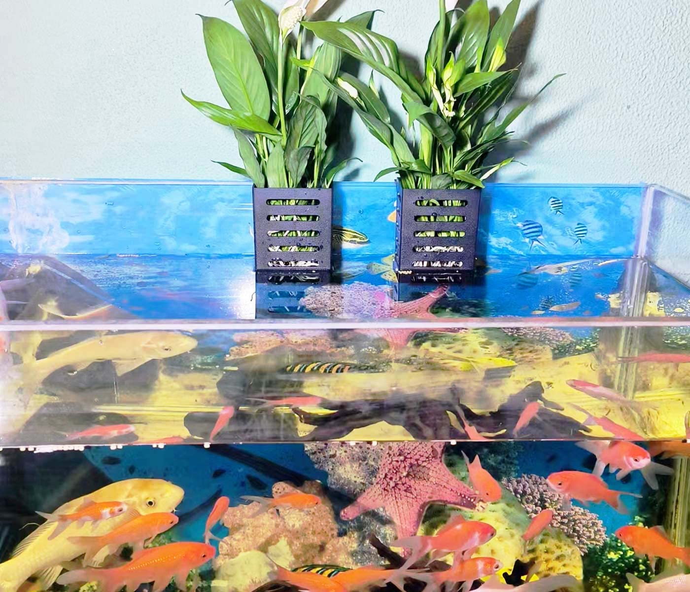 2 PCS Hanging Aquarium Planter Cups, Aquatic Plants Holder, Aquarium Planter Cup, Aquarium Decorations Plants Pot and Fish Tank Plants Pot for Live Aquarium Decor (Black-2 PCS)