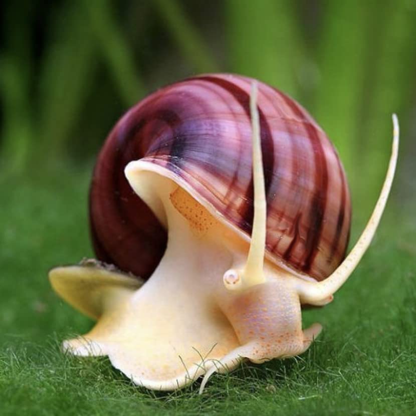 Mystery Snails (3 Pack) Assorted + Food Sample | Live Arrival Guarantee Freshwater Live Aquarium Snails (Assorted)