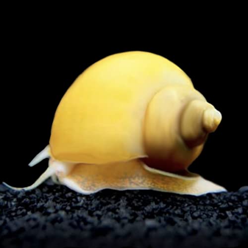 Mystery Snails (3 Pack) Assorted + Food Sample | Live Arrival Guarantee Freshwater Live Aquarium Snails (Assorted)