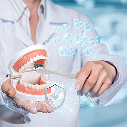 2 Pcs Standard Teeth Model Denture Model Teeth Teaching Model Adult Standard Demonstration Teeth Model with Toothbrush for Kids Teaching Supplies