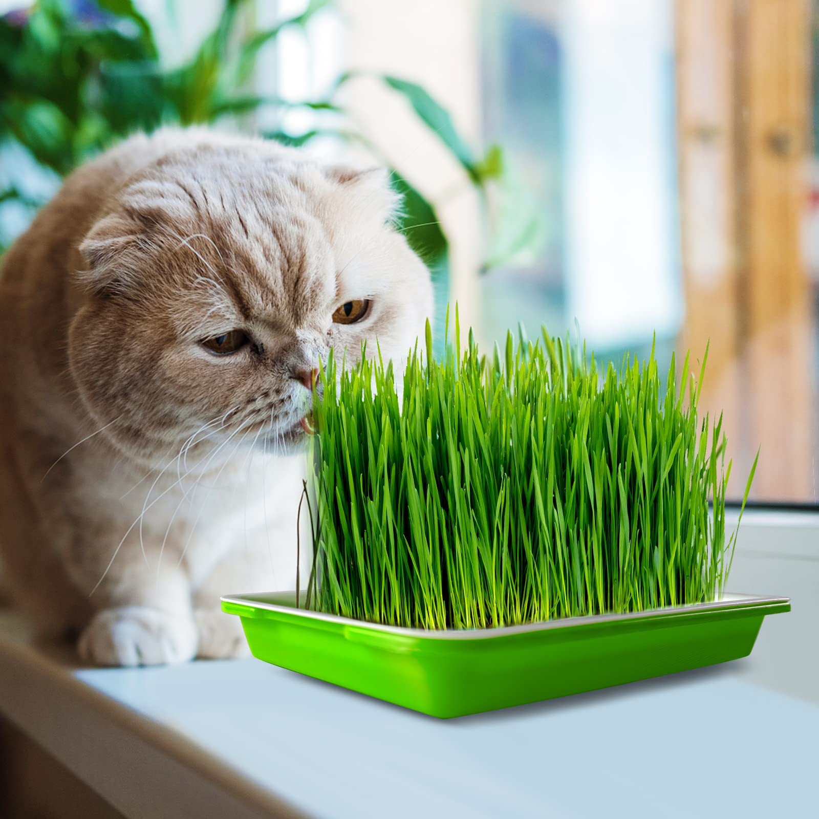 HolyMaji 10 Pack Small Seed Sprouter Tray - BPA Free Plant Seed Germination Tray with Drain Holes, Soil-Free Wheatgrass Cat Grass Tray Microgreens Growing Trays Plus Propagation Paper