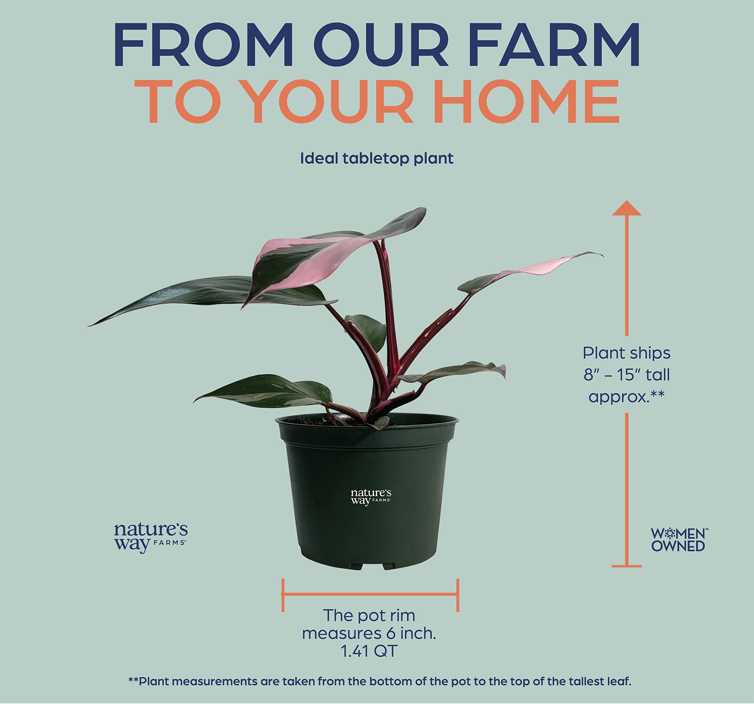Nature's Way Farms Philodendron Pink Princess Live Plant (8-15 in. Tall) in Growers Pot