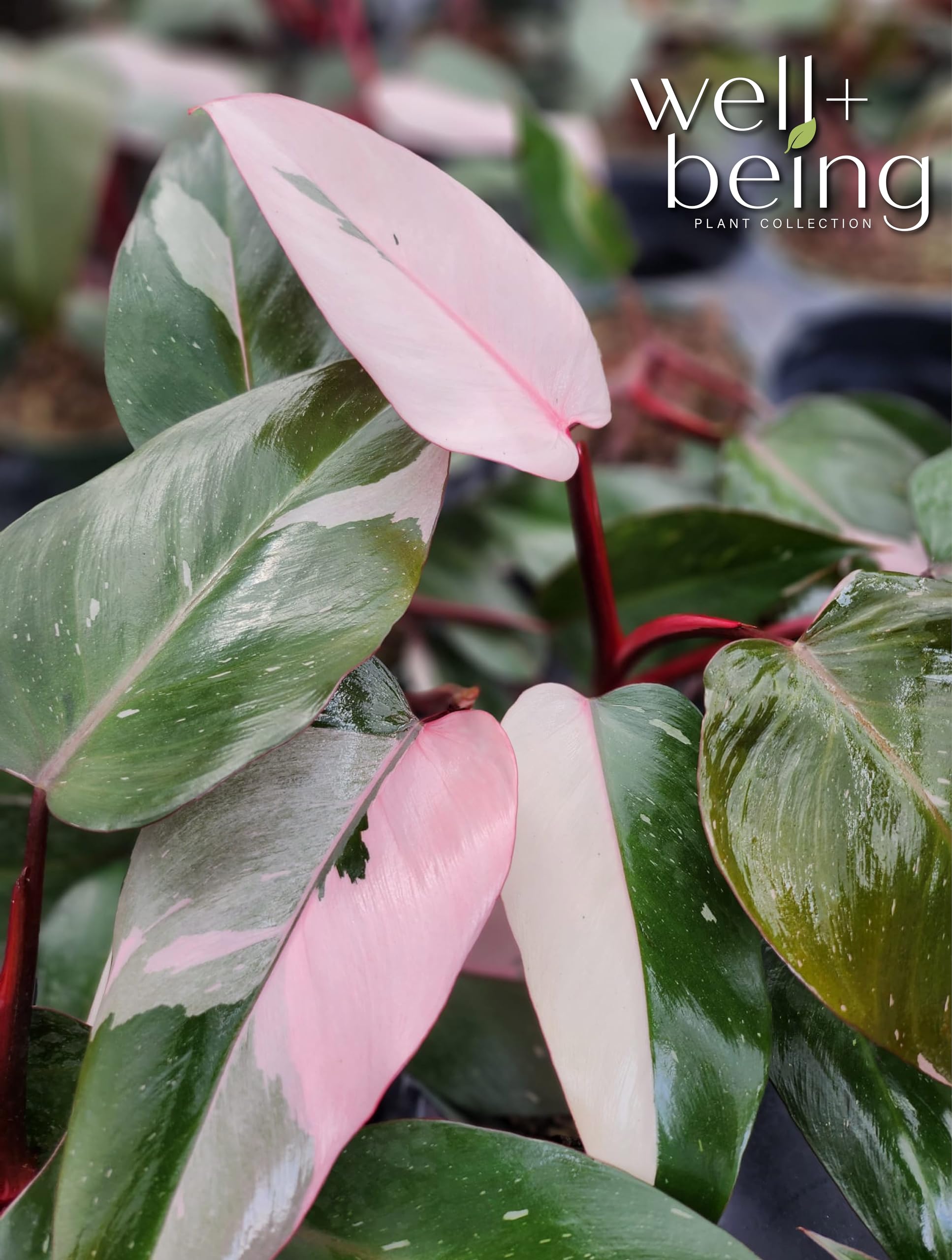 Nature's Way Farms Philodendron Pink Princess Live Plant (8-15 in. Tall) in Growers Pot