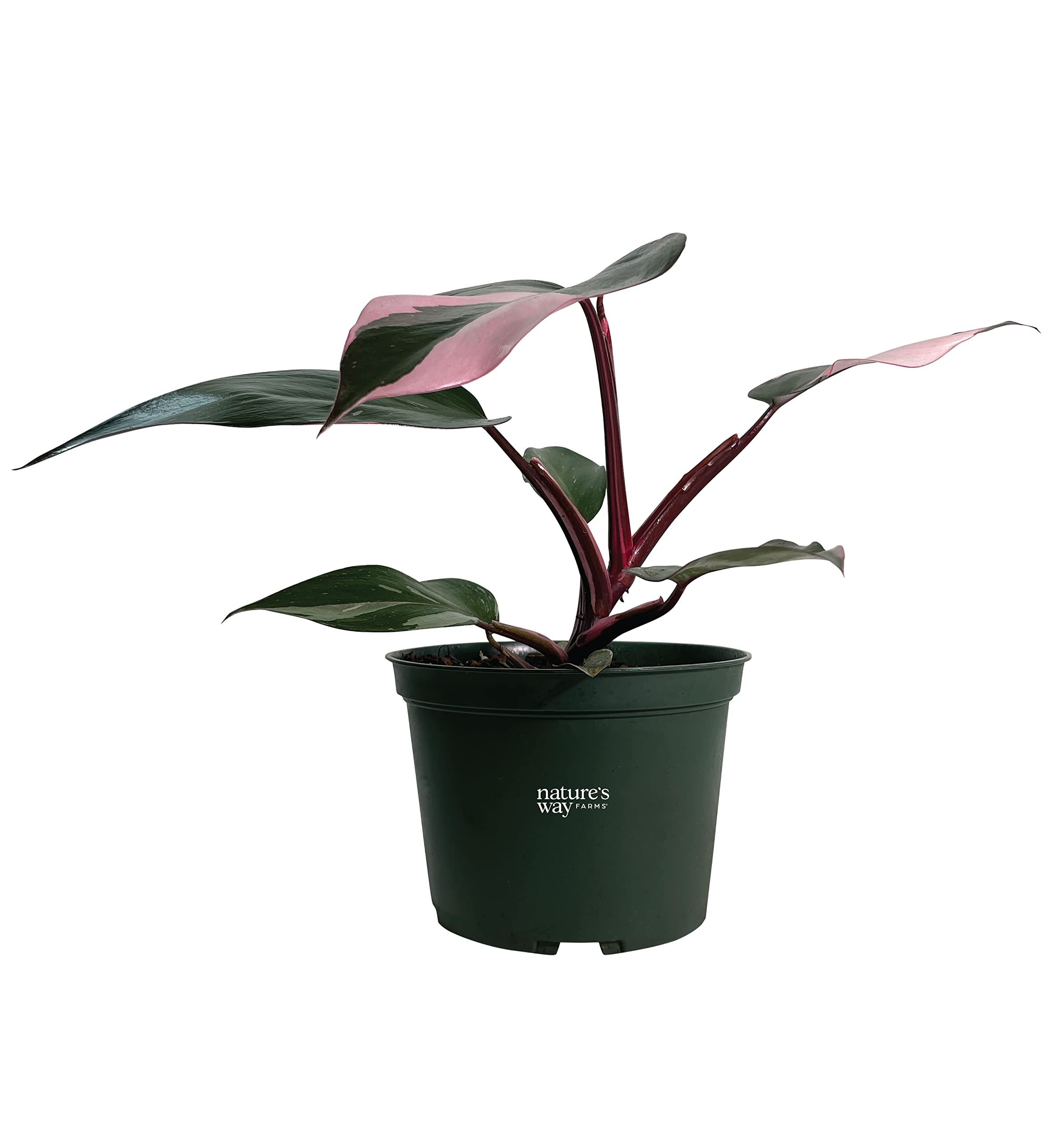 Nature's Way Farms Philodendron Pink Princess Live Plant (8-15 in. Tall) in Growers Pot