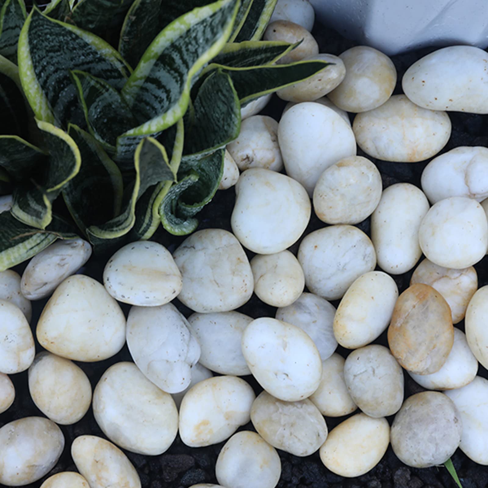 Lechloris 20lb Cream White River Rocks Outdoor Landscaping- Polished Pebble for Plants β Garden Decorative Stones-1-2 Large Plant Rocks,Ideal for Aquarium, Home Decor