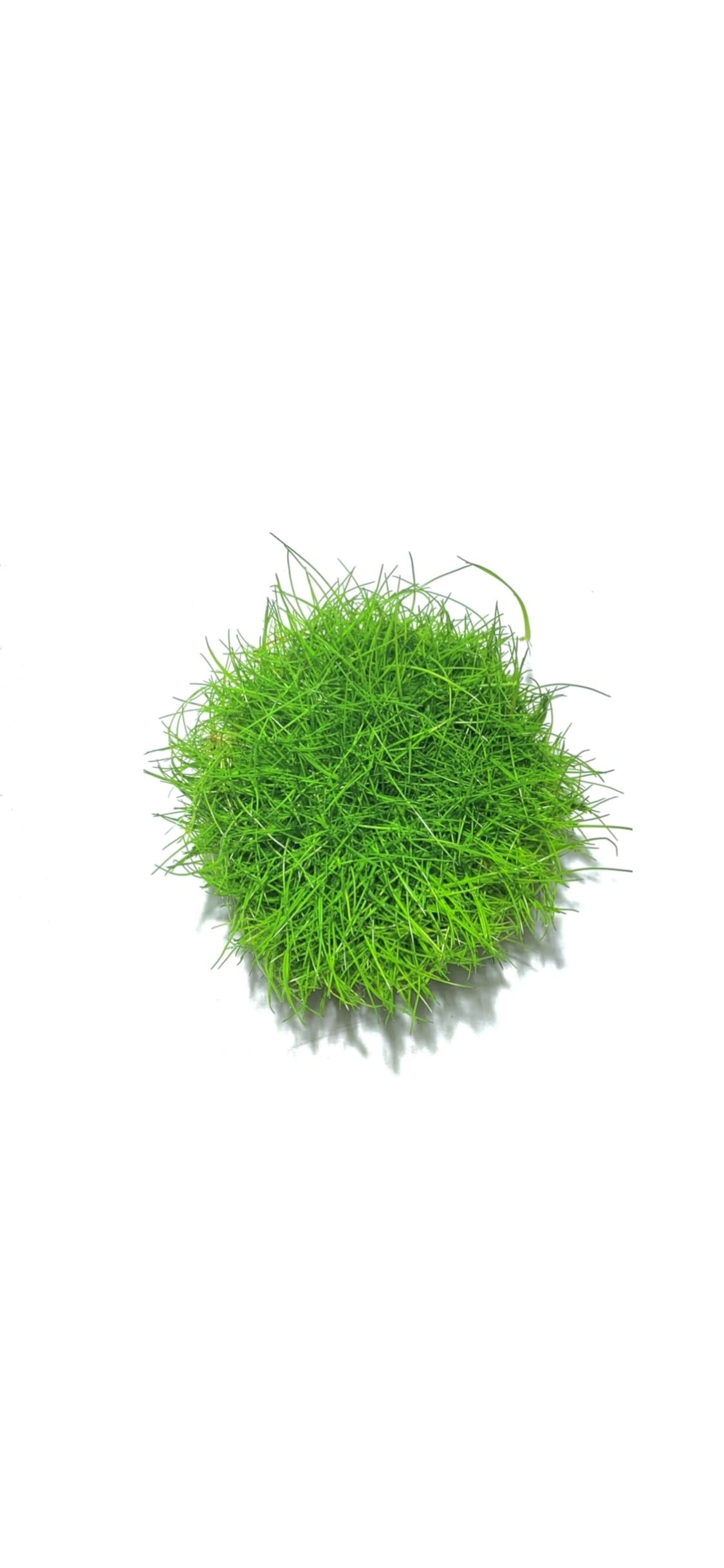 Marcus Fish Tanks - Dwarf Hairgrass Live Aquarium Plant Tissue Culture Freshwater Aquatic Plants