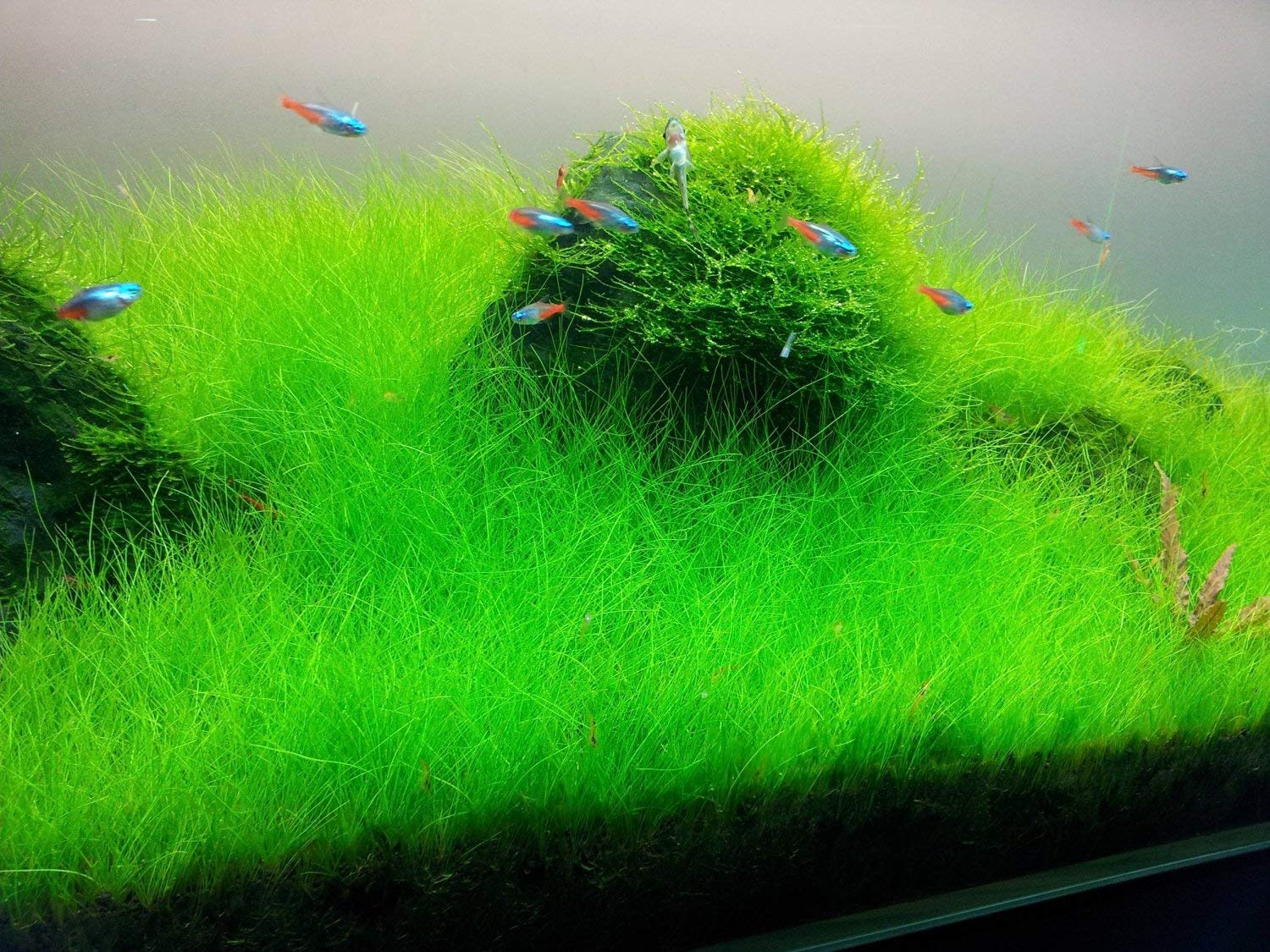 Marcus Fish Tanks - Dwarf Hairgrass Live Aquarium Plant Tissue Culture Freshwater Aquatic Plants