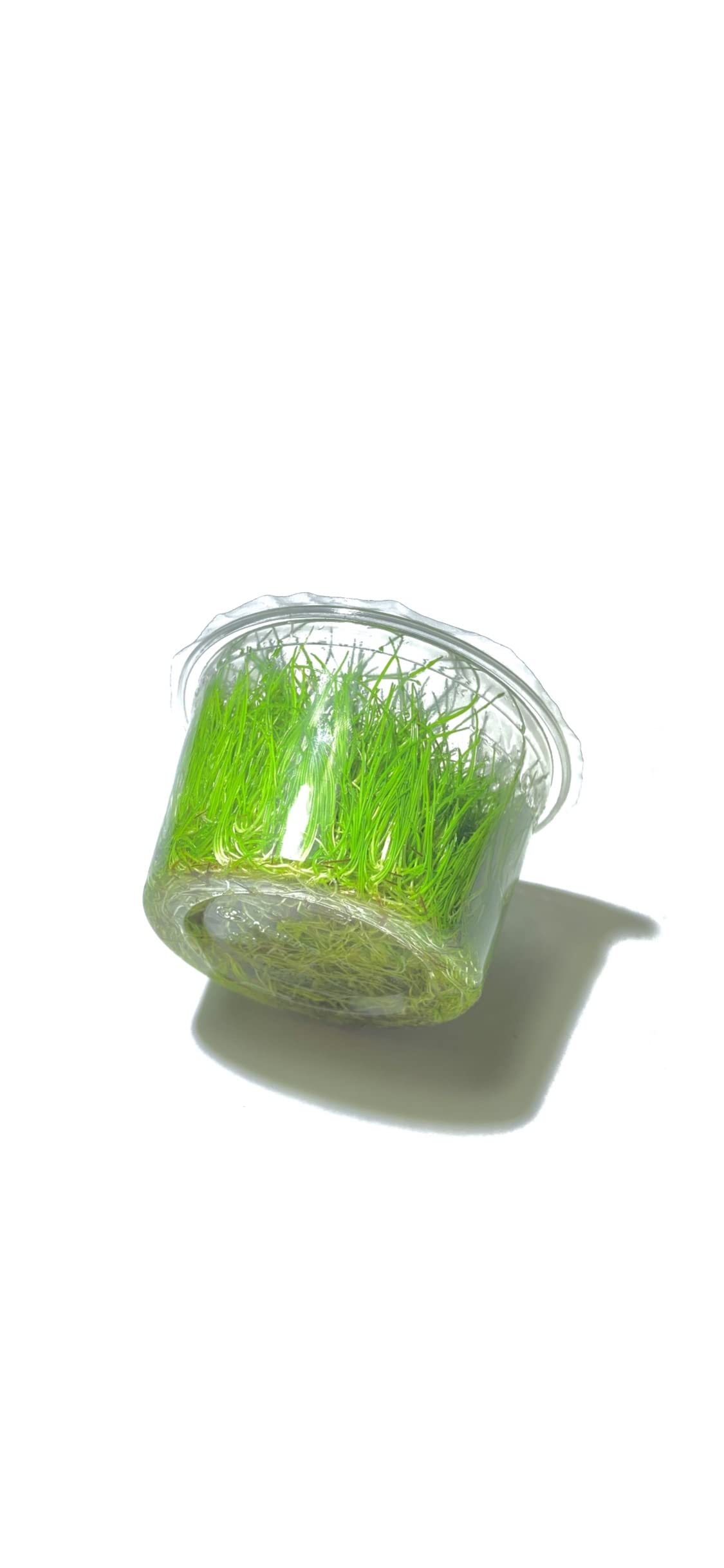Marcus Fish Tanks - Dwarf Hairgrass Live Aquarium Plant Tissue Culture Freshwater Aquatic Plants