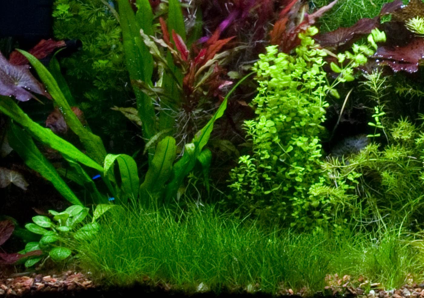 Marcus Fish Tanks - Dwarf Hairgrass Live Aquarium Plant Tissue Culture Freshwater Aquatic Plants