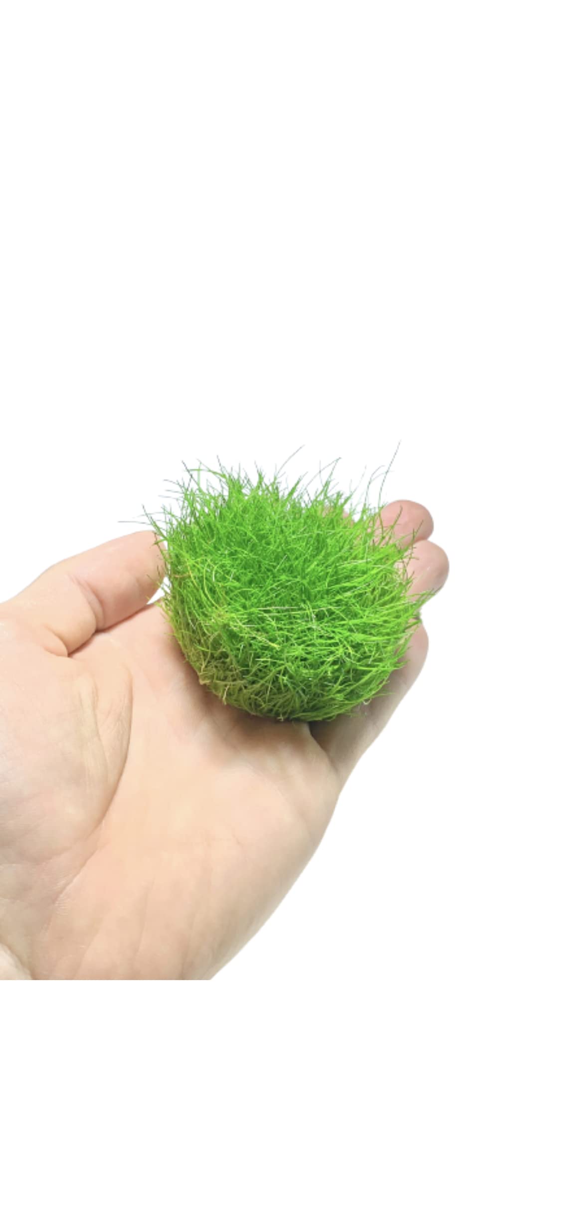 Marcus Fish Tanks - Dwarf Hairgrass Live Aquarium Plant Tissue Culture Freshwater Aquatic Plants