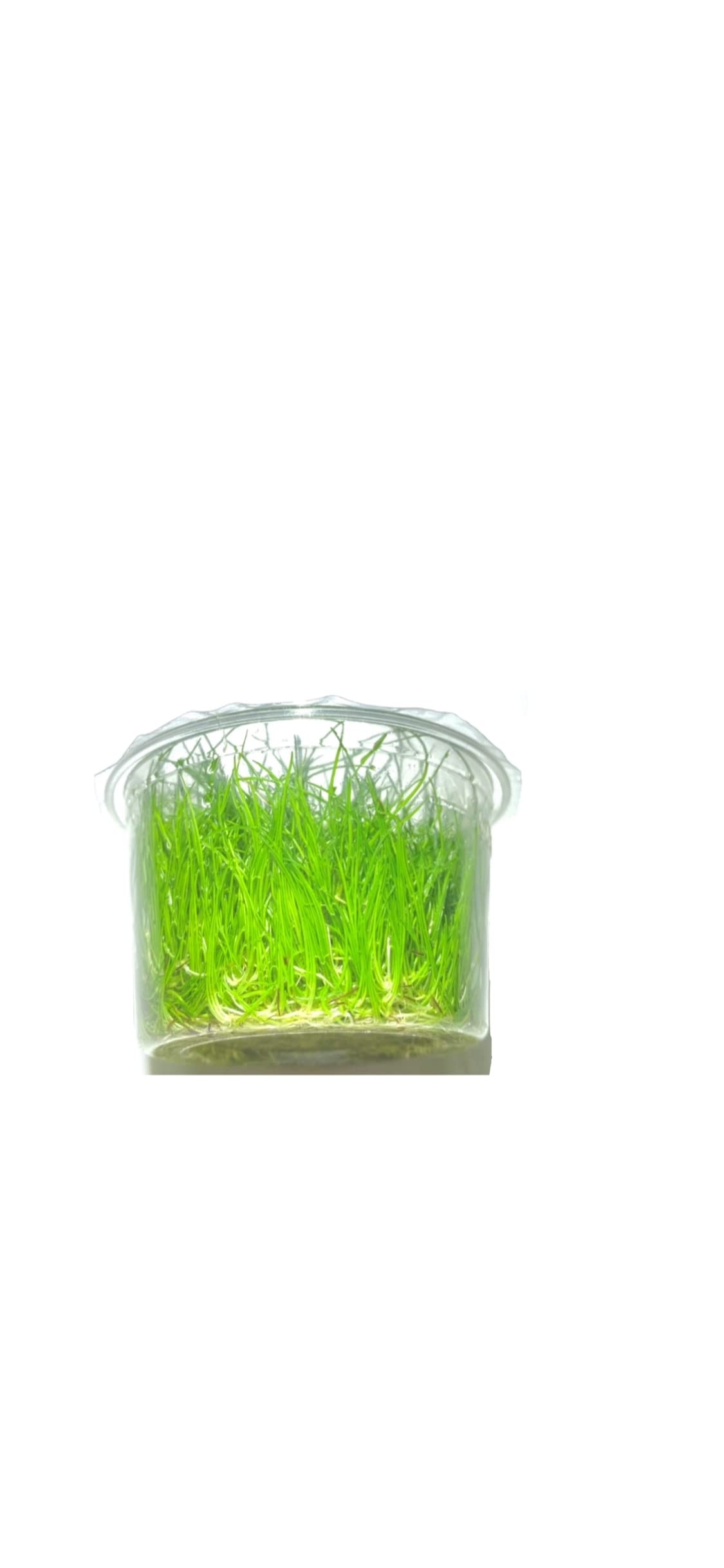 Marcus Fish Tanks - Dwarf Hairgrass Live Aquarium Plant Tissue Culture Freshwater Aquatic Plants