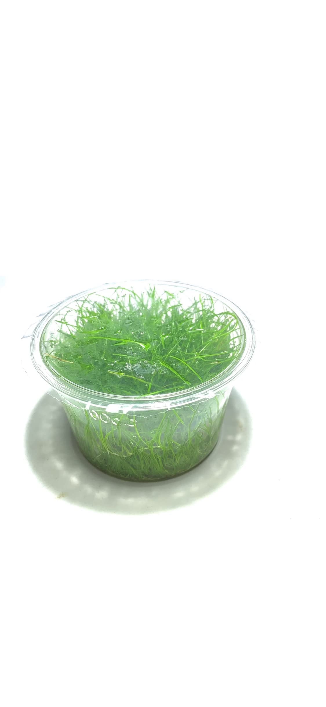 Marcus Fish Tanks - Dwarf Hairgrass Live Aquarium Plant Tissue Culture Freshwater Aquatic Plants