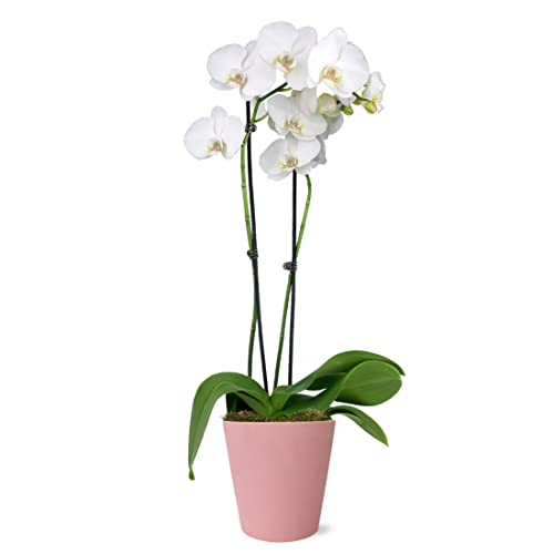 Just Add Ice JA5185 White Orchid in Matte Pink Pottery - Live Indoor Plant, Long-Lasting Flowers, Pink Dรฉcor, Easy Care, Gift for Mother's Day, Anniversay, Valentine's Day - 5" Diameter, 25" Tall