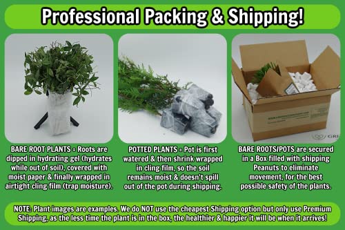 Greenwood Nursery: Live Shrub Plants - Judd Viburnum - [Qty: 2X 2.5 Pots] - (Click for Other Available Plants/Quantities)
