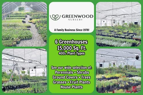 Greenwood Nursery: Live Shrub Plants - Judd Viburnum - [Qty: 2X 2.5 Pots] - (Click for Other Available Plants/Quantities)