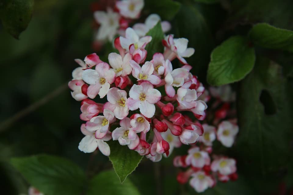 Greenwood Nursery: Live Shrub Plants - Judd Viburnum - [Qty: 2X 2.5 Pots] - (Click for Other Available Plants/Quantities)