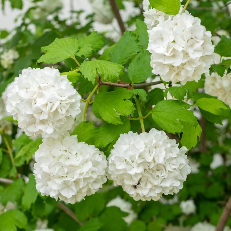 Old Fashion Snowball Viburnum Plant in Pot, 6 to 12 Inc Tall White Flower Plant for Garden No Ship CA