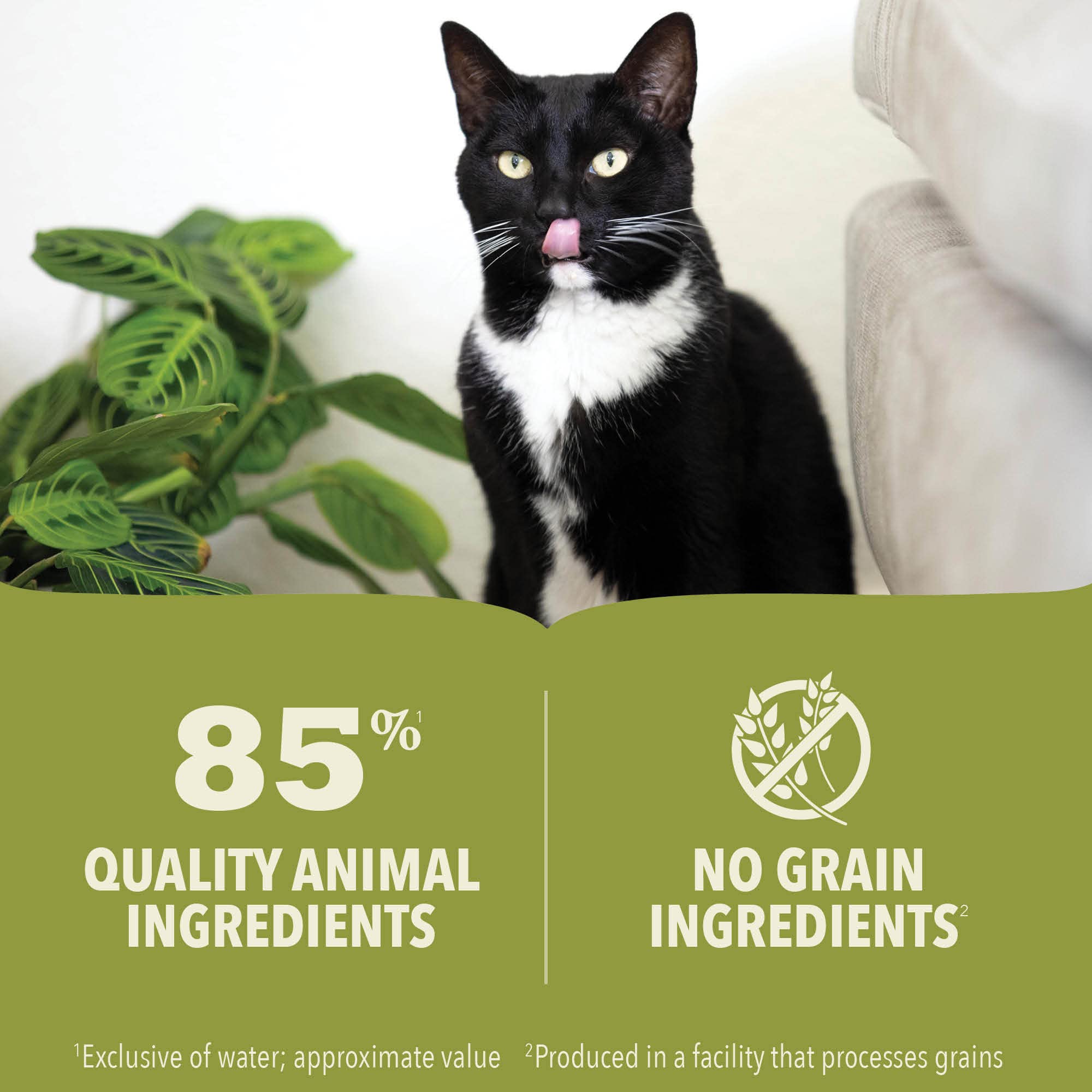 ACANA PREMIUM PATE Wet Cat Food, High Protein Chicken and Fish in Bone Broth Recipe, 3 oz (Case of 24)