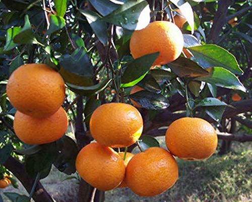 20+ Mandarin Orange Tree Seeds Dwarf Edible Fruit Citrus Fruit Plant Outdoor Plants Bonsai