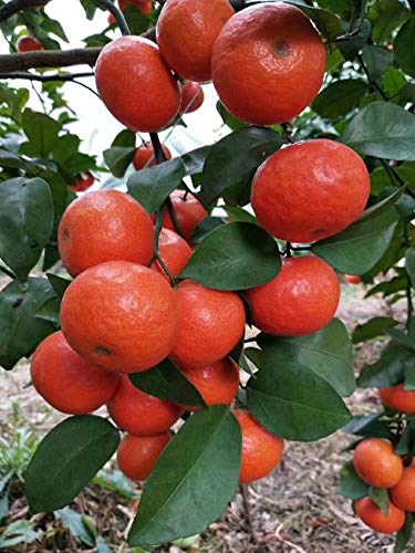 20+ Mandarin Orange Tree Seeds Dwarf Edible Fruit Citrus Fruit Plant Outdoor Plants Bonsai