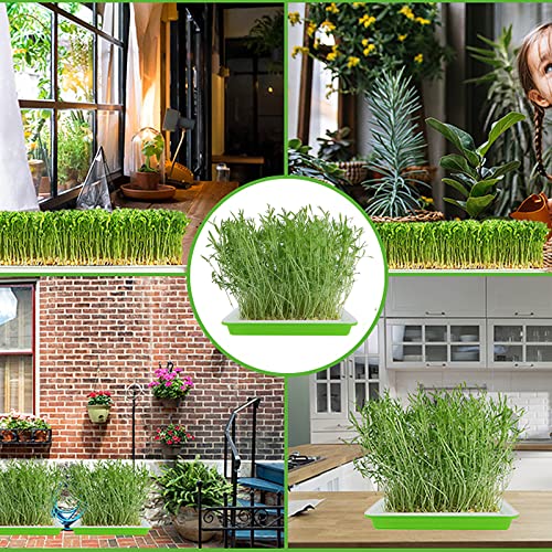 QHC KOCK 6-Pack Seed Sprouter Tray BPA Free PP Soil-Free Big Capacity Healthy Wheatgrass Grower Sprouting Container Kit Wheatgrass Cat Grass Seedling Planting Storaging Trays for Garden Home Office