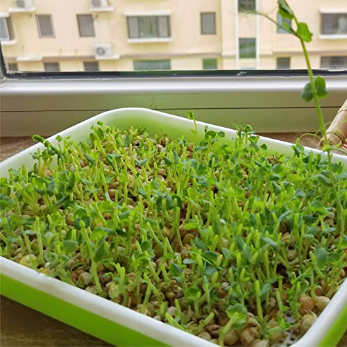 QHC KOCK 6-Pack Seed Sprouter Tray BPA Free PP Soil-Free Big Capacity Healthy Wheatgrass Grower Sprouting Container Kit Wheatgrass Cat Grass Seedling Planting Storaging Trays for Garden Home Office