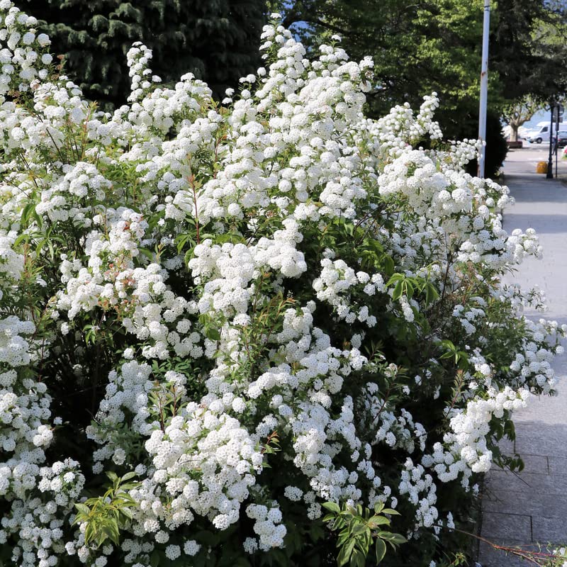 Old Fashion Snowball Viburnum Plant Live from 6 to 12 Inc Height 4 Inc Pot, Japanese Viburnum Shrub
