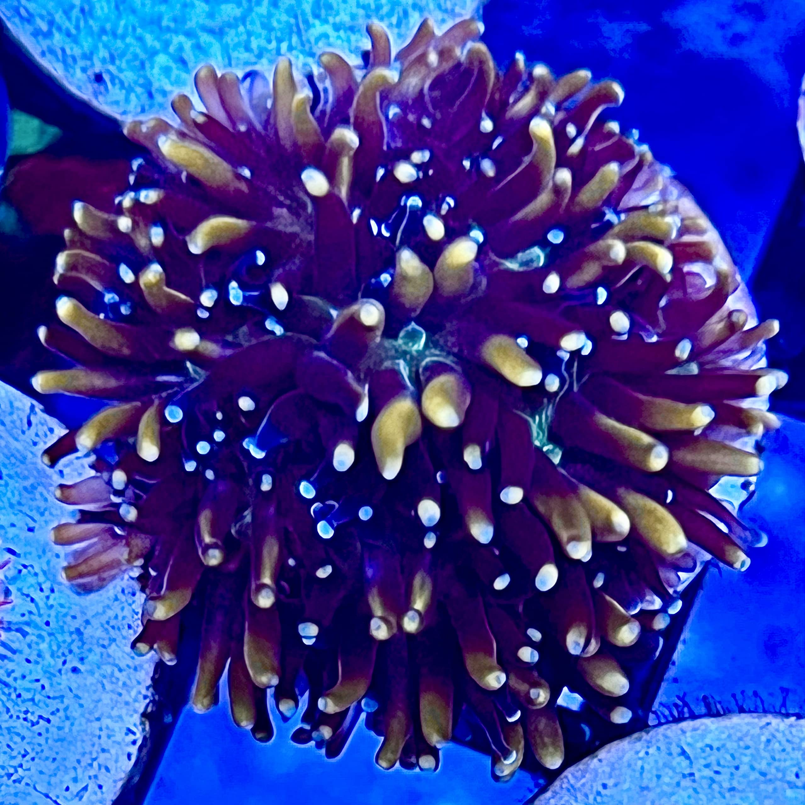 Live Saltwater Coral Frag - Golden Galaxea (Colony)