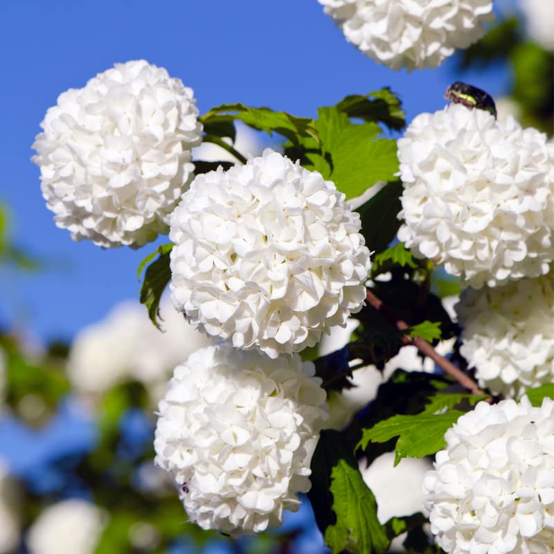 Old Fashion Snowball Viburnum Plant Live from 6 to 12 Inc Tall 4 Inc Pot, Japanese Viburnum Shrub