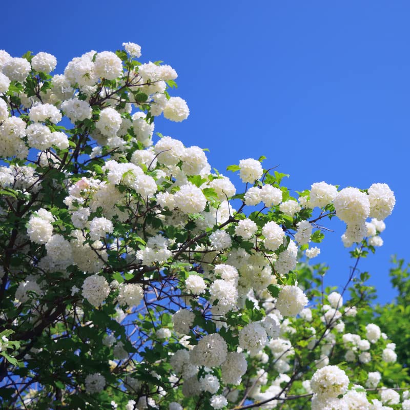 2 Old Fashion Snowball Viburnum Plants Live from 6 to 12 Inc Tall 4 Inc Pot, Japanese Viburnum Shrub to Grow