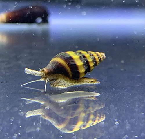 Assassin Snails x3 (Clea Helena) 1/2" to 3/4" Live Freshwater Snail Plants