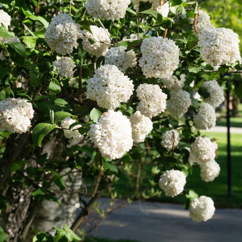 2 Japanese Snowball Viburnum Bushes Shrubs, Old Fashion Snowball Viburnum Plants 6-12 Inc Tall for Planting