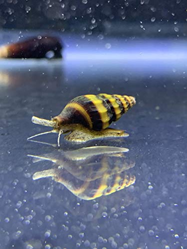 Assassin Snails x3 (Clea Helena) 1/2" to 3/4" Live Freshwater Snail Plants