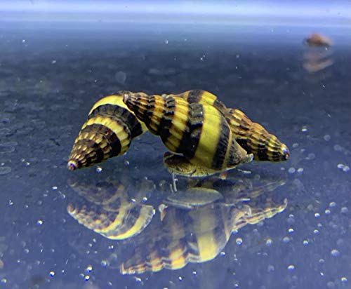 Assassin Snails x3 (Clea Helena) 1/2" to 3/4" Live Freshwater Snail Plants