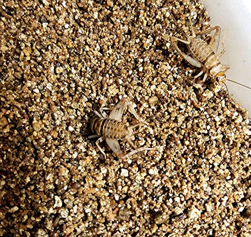 Josh's Frogs Cricket Colony Bundle- Vermiculite Substrate, Food, Ready to Use Water Gel, and Egg Flats (Enough for a 10 Gallon Tank)