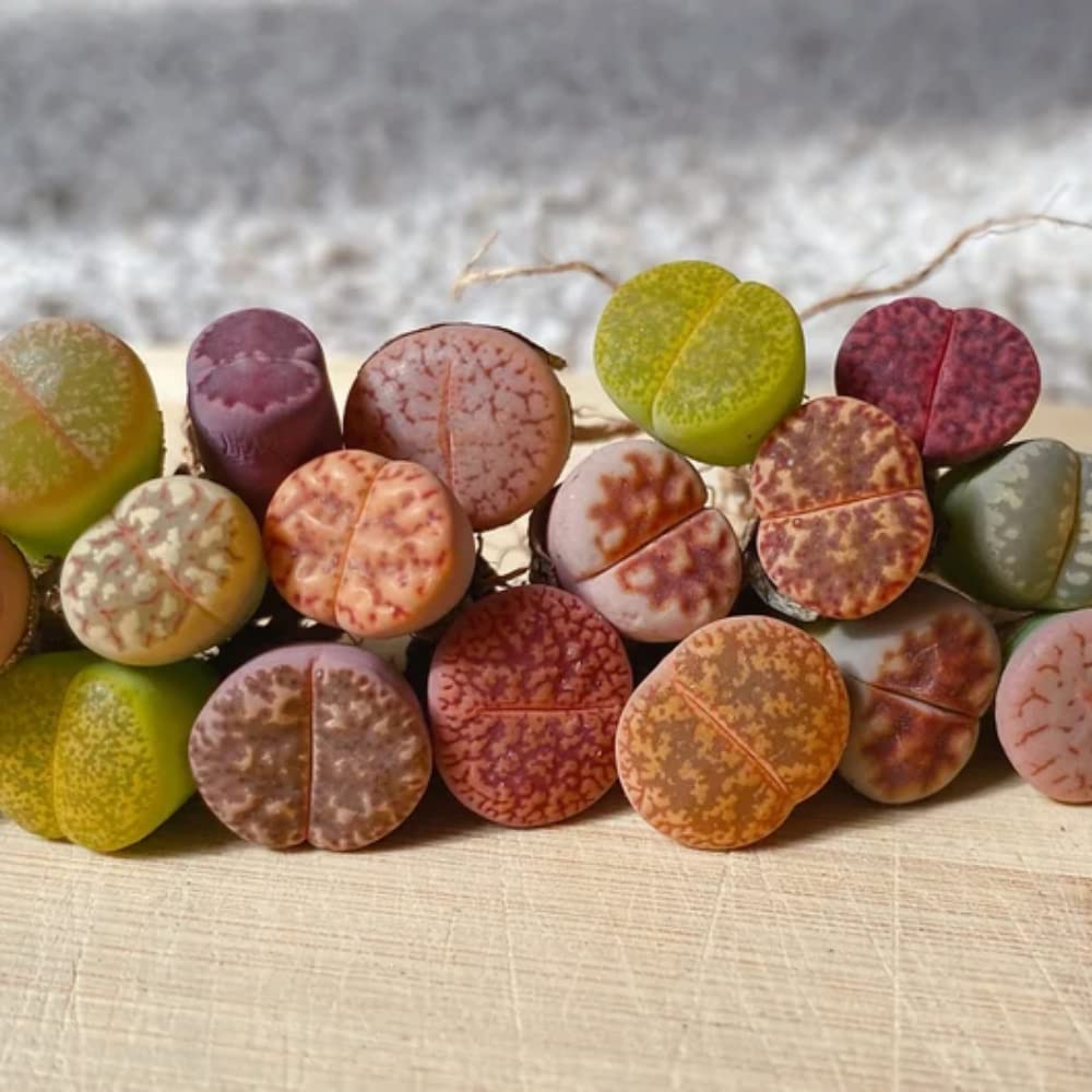 10 Mix Lithops Live Plants Lithops Succulents Plants Live, Living Stones Succulents Plants Live, Large Succulent Plants Bulks