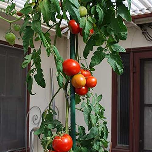 Xiny Tool Garden Stakes, 25 Pack Steel Plant Garden Tomato Stakes with Plastic Coat for Climbing Plants (25 Pack 60 Inch)