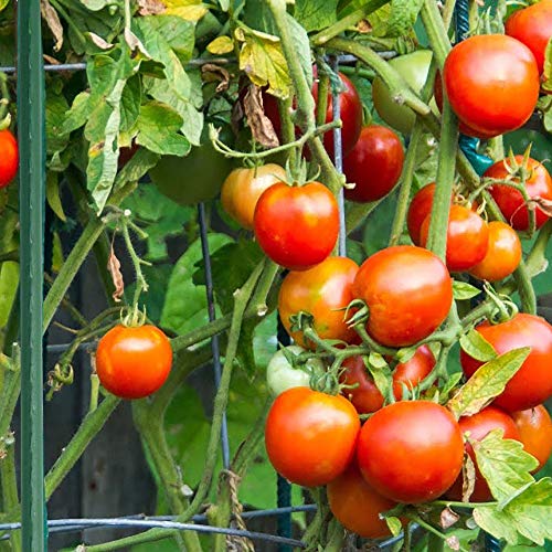 Xiny Tool Garden Stakes, 25 Pack Steel Plant Garden Tomato Stakes with Plastic Coat for Climbing Plants (25 Pack 60 Inch)
