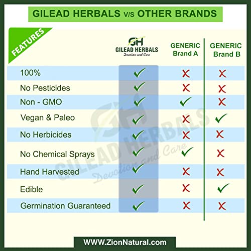 Gilead Herbals Moringa Seeds - 1000+ Seeds Approx.- Wingless Seeds - PKM1 Variety - 8 Oz - Snacking - Planting - Moringa Oleifera Seeds - Malunggay - Semillas De Moringa - Drumstick - Non-GMO