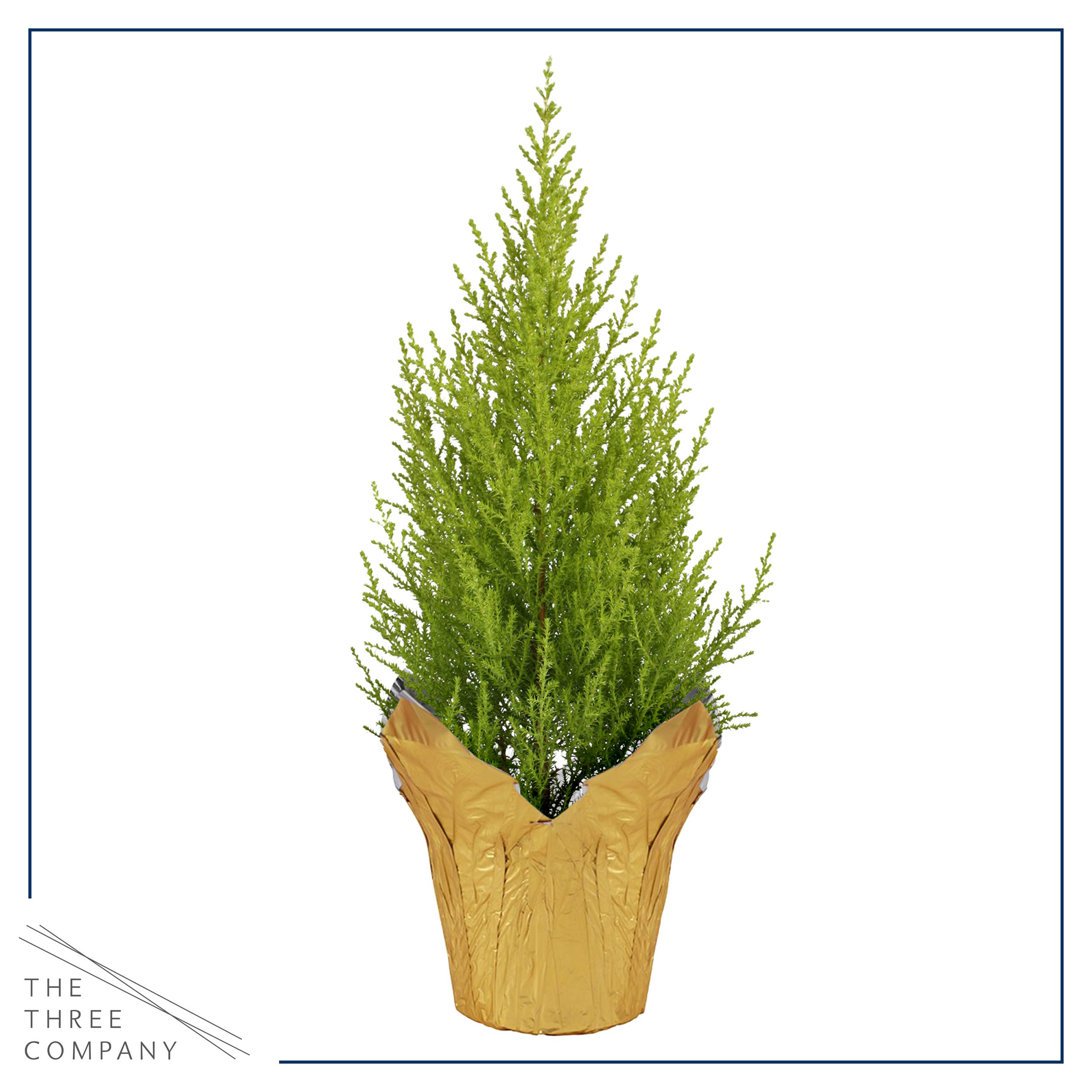 Live Lemon Cypress Tree - Tabletop Decoration - 12" Tall by 5" Wide in Deco Cover