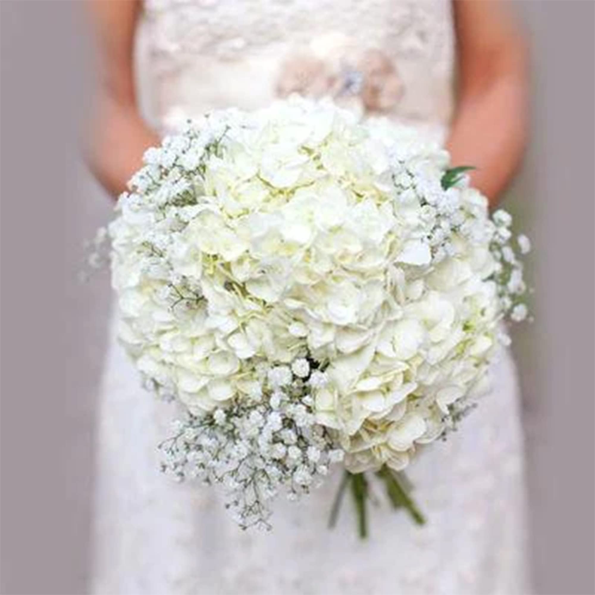 QAUZUY GARDEN 50 Premium Hydrangea Seeds White Hortensia - Attractive Perennial Flowering Shrub Bush Tree - Attract Pollinators & Fast-Growing - Striking Accent Landscape Plant
