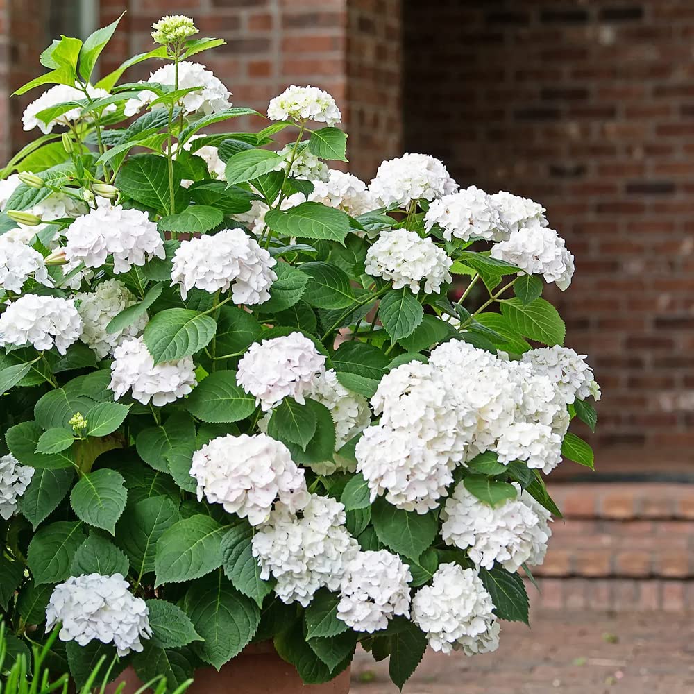 QAUZUY GARDEN 50 Premium Hydrangea Seeds White Hortensia - Attractive Perennial Flowering Shrub Bush Tree - Attract Pollinators & Fast-Growing - Striking Accent Landscape Plant