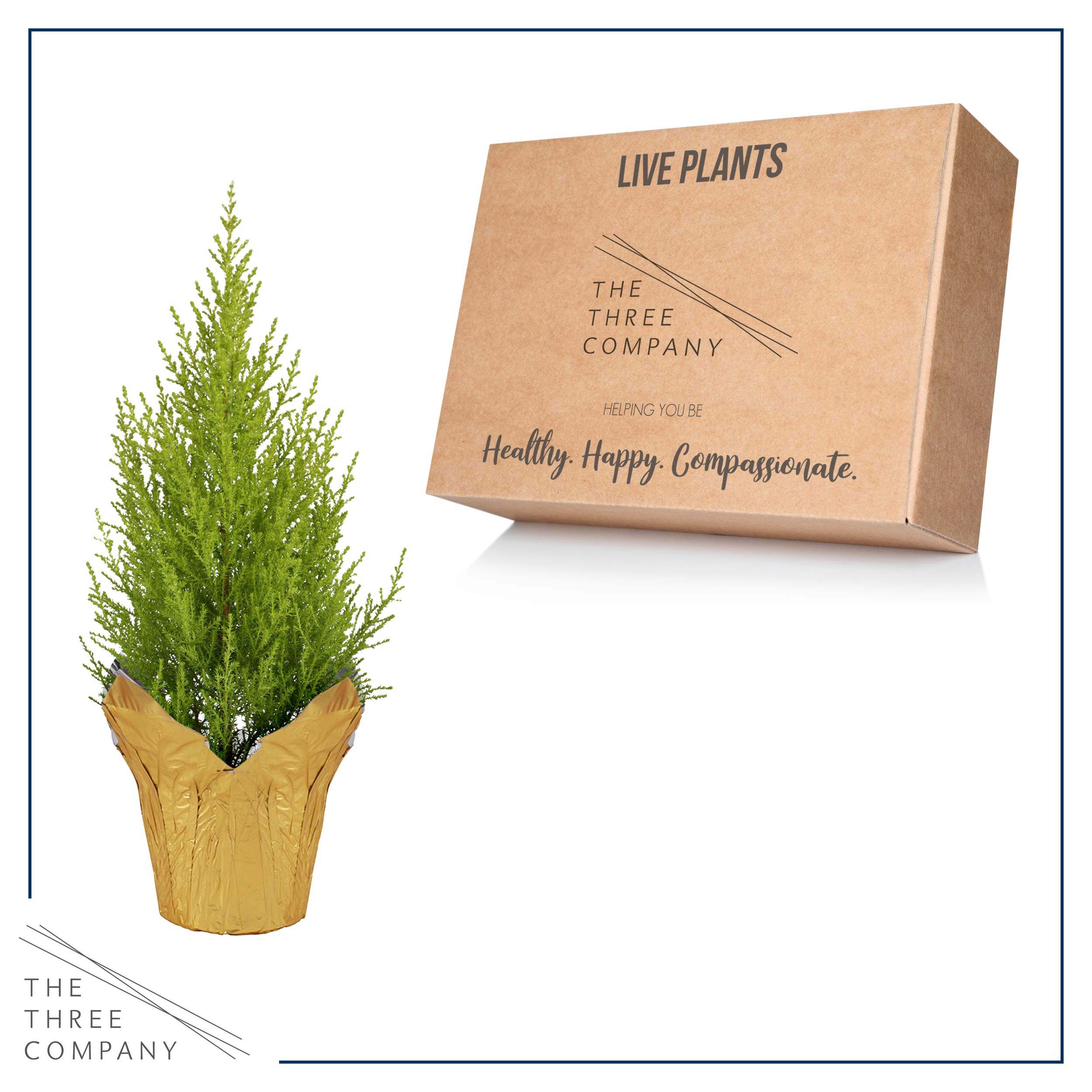 Live Lemon Cypress Tree - Tabletop Decoration - 12" Tall by 5" Wide in Deco Cover